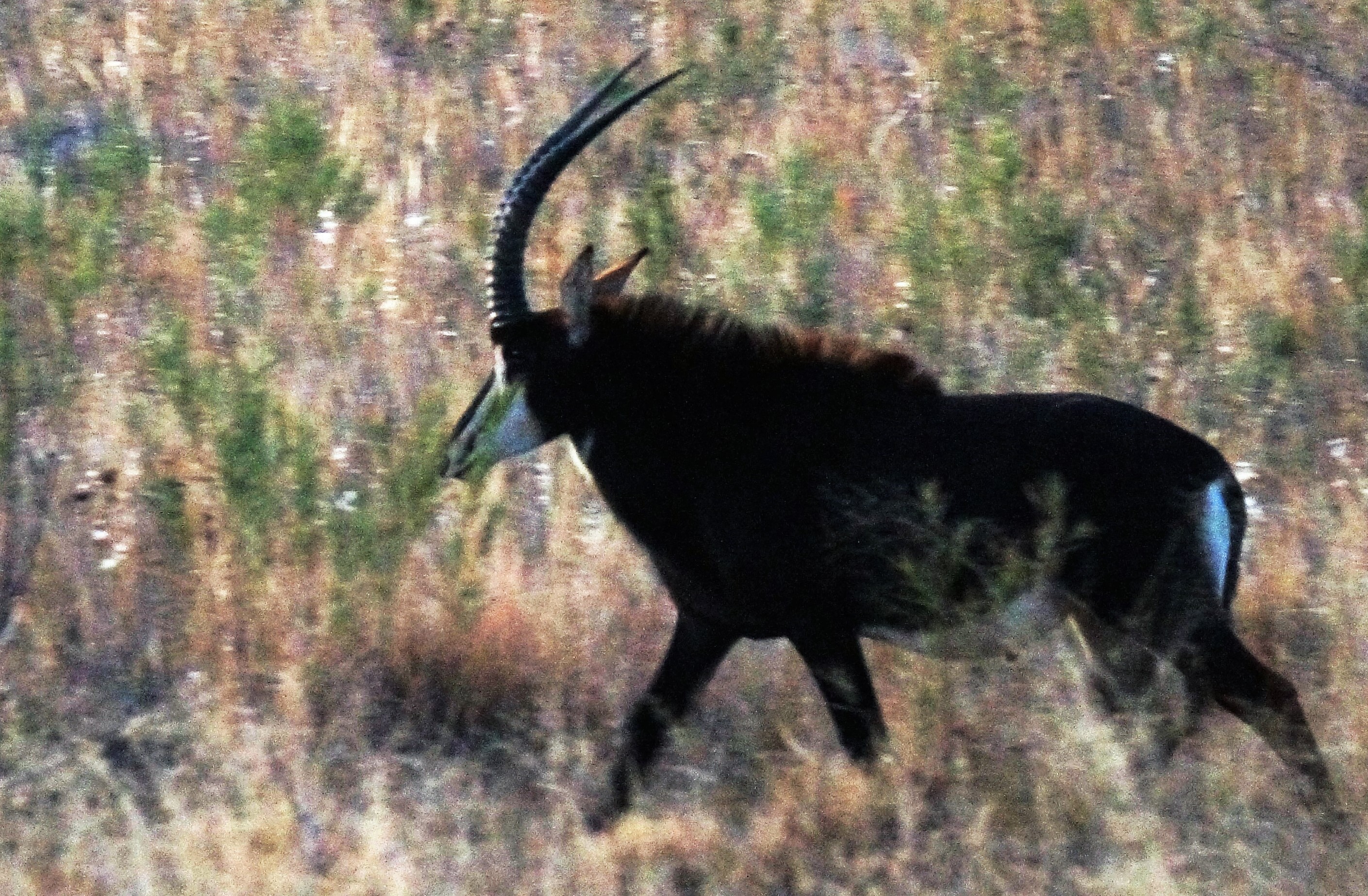 Where Antelope Roam | The Writings of G. K. Bostic